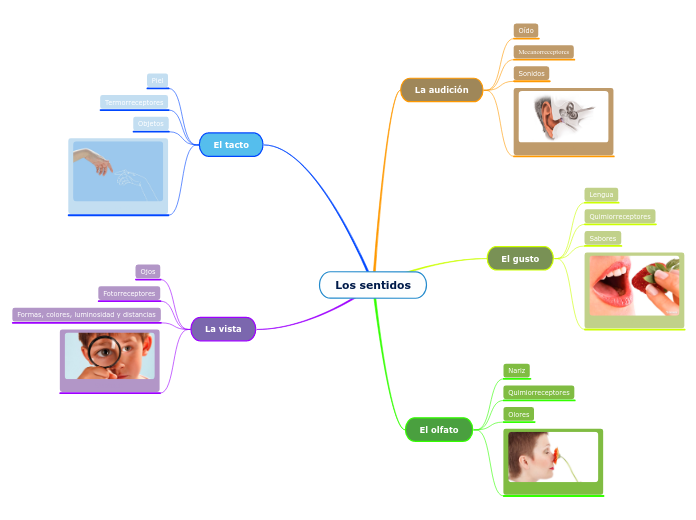Los sentidos - Mind Map
